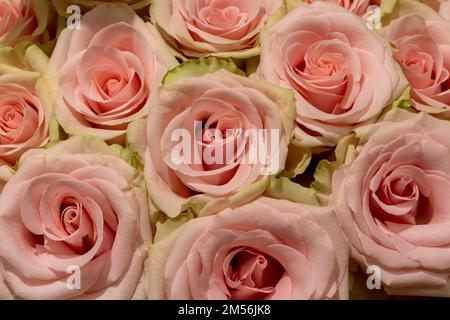 Roses imported from Colombia photographed at Miami in studio Stock ...