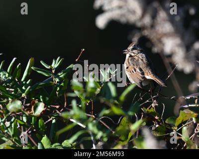 A swamp sparrow bird perching on a twig with green leaves in the park ...