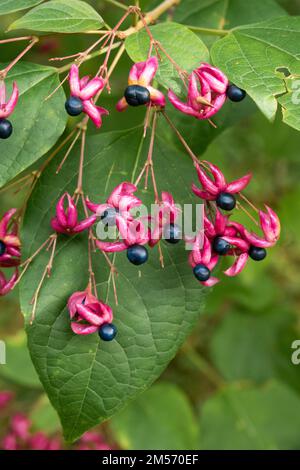 Harlequin Glory Bower, Japanese Clerodendrum, Peanut Butter Shrub ...