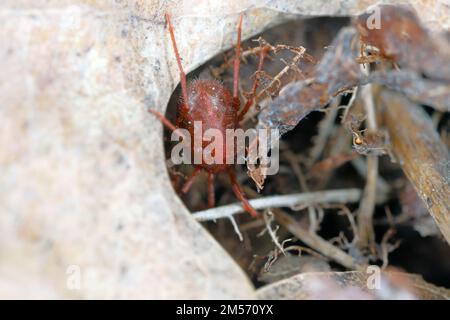 Erythraeus sp., family Erythraeidae, predatory mite looking for prey in ...