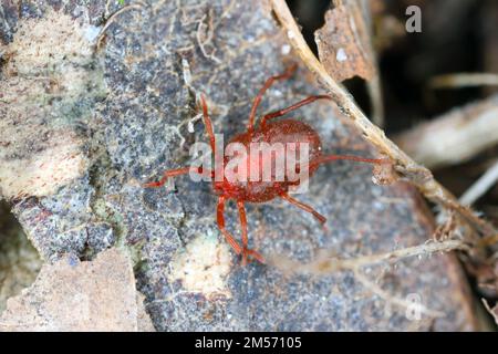Erythraeus sp., family Erythraeidae, predatory mite looking for prey in ...