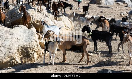 Domestic goats with goatlings grazing in mountainous area Stock Photo ...