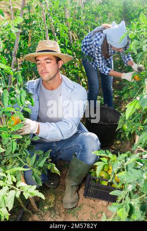 Young man picking underripe tomatoes in small farm garden Stock Photo ...
