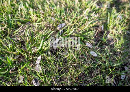 Empty sunflower seed shells tossed in on the ground and grass Stock ...