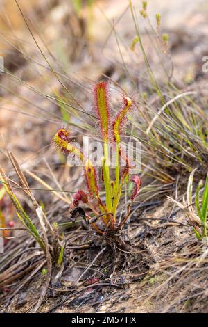 side view of Drosera capensis, the Cape Sundew, taken in natural ...