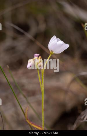 Drosera liniflora flowering in natural habitat Stock Photo - Alamy
