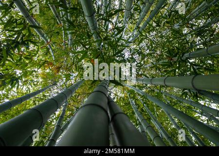 Giant green bamboos seen straight from below. Taken on a sunny spring ...