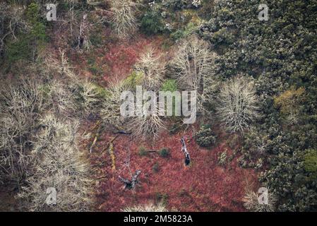 Background of oak and chestnut logs Stock Photo - Alamy