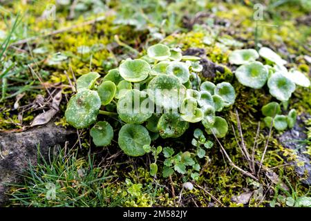 Navelwort, also known as Wall Pennywort (Umbilicus rupestris) growing ...