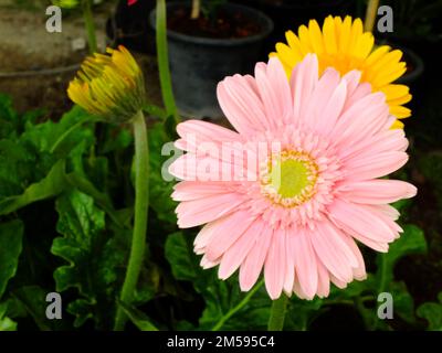 gerbera daisy lower in the garden Stock Photo - Alamy