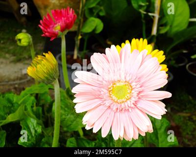 gerbera daisy lower in the garden Stock Photo - Alamy