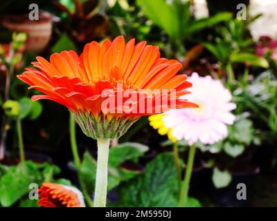 gerbera daisy lower in the garden Stock Photo - Alamy