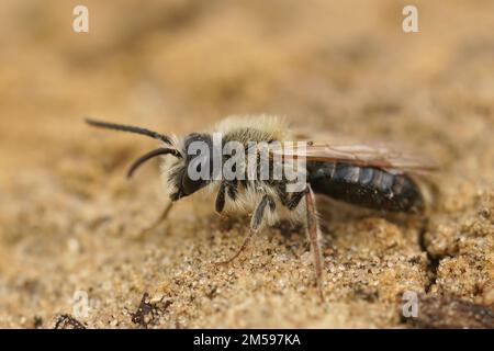 Natural closeup on a sand tailed digger wasp, Cerceris arenaria on a ...