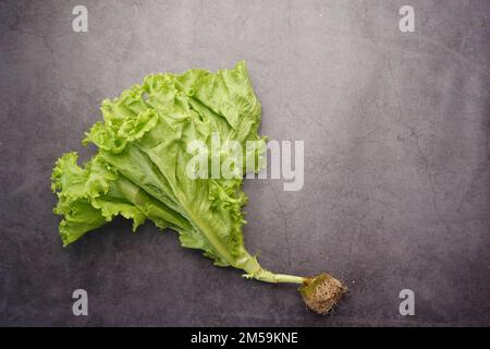 top view of lettus leaf on black background Stock Photo - Alamy