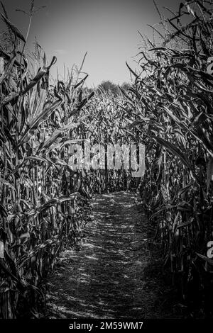 Corn Field, Buffalo, NY, USA Stock Photo - Alamy