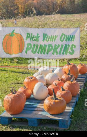 Pumpkin farm outside Buffalo, New York State, USA Stock Photo - Alamy