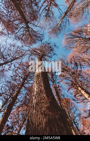 Beautifful view of Red Pine trees in Campos do Jordao, Sao Paulo ...