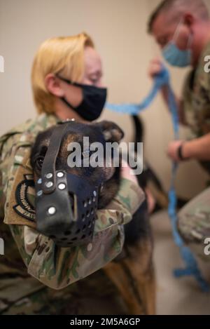 Rescue Dog Squadron Stock Photo - Alamy