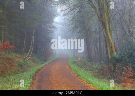 Foggy Winters Day at Hamsterley forest showing the Forest Drive. County ...