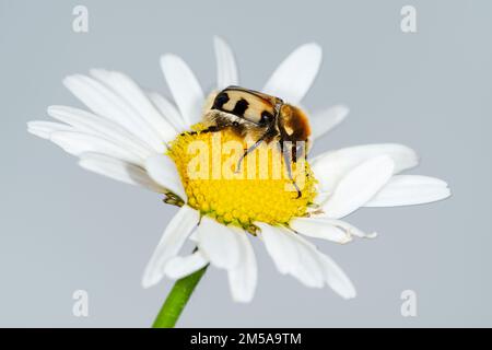 Fluffy black-spotted Bee beetle (Trichius fasciatus) on a flower ...