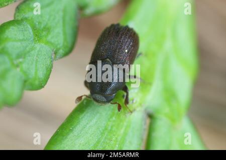 Bark beetle - Phloeosinus aubei. Phloeosinus aubei is a species of bark ...