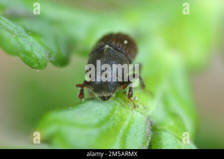 Bark beetle - Phloeosinus aubei. Phloeosinus aubei is a species of bark ...