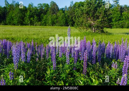 Purple lupine along Valley Road in Jefferson, New Hampshire on a spring ...