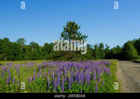 Purple lupine along Valley Road in Jefferson, New Hampshire on a spring ...