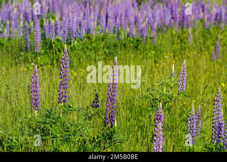 Purple lupine along Valley Road in Jefferson, New Hampshire on a spring ...