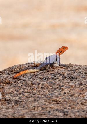 Male Namib rock agama ,a species of agamid lizard that is native to ...