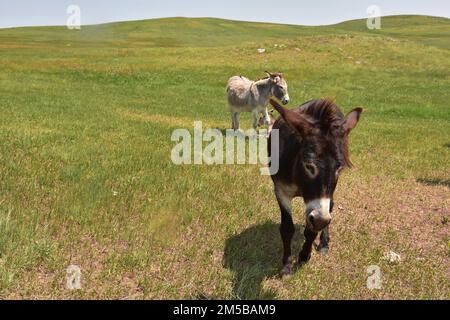 Sweet pair of burros ambling across a grass field Stock Photo - Alamy