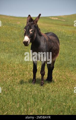 Adorable dark brown burro standing in a field Stock Photo - Alamy