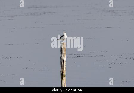 A scenic view of a Sternidae bird standing on a wooden pole that's ...