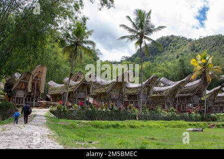 Tongkonan traditional house area in Toraja, South Sulawesi, Indonesia ...