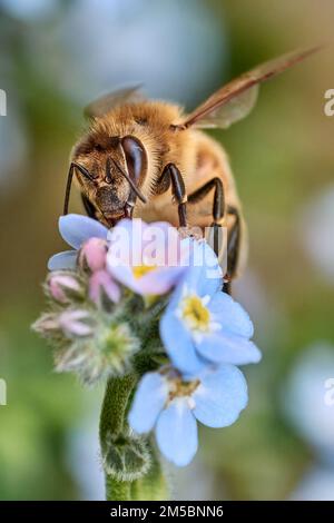 Bee while collecting pollen and flowers. Forget-me-nots and daisy. Day ...