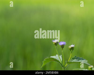 Single yellow white grass flower Stock Photo - Alamy