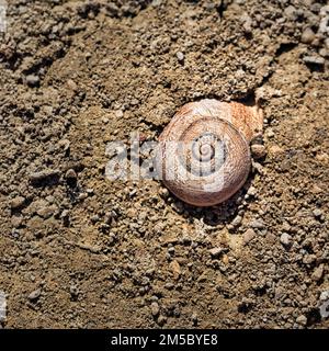 Top view of a snail on the ground Stock Photo - Alamy
