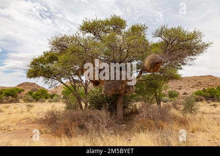 Tree with community nest of settler weavers (Philetairus socius ...