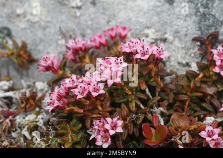 Alpine azalea (Loiseleuria procumbens) flowering plants in the tundra ...