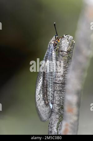 Antlion (Myrmeleon formicarius), Valais, Switzerland Stock Photo - Alamy