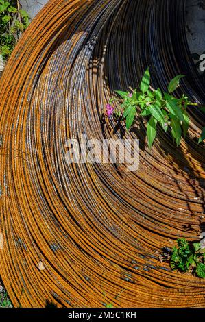 Rusted reinforcing steel with green foliage, Kempten, Allgaeu, Bavaria ...