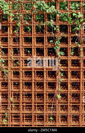 Rusted reinforcing steel with green foliage, Kempten, Allgaeu, Bavaria ...