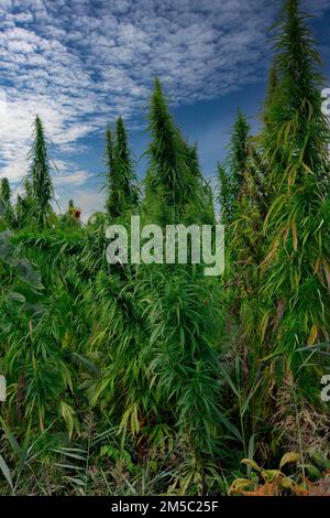 Cultivation of hashish (Cannabis), Brandenburg, Germany Stock Photo - Alamy