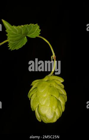 Female wild form of the true hop (Humulus lupulus), food photography ...
