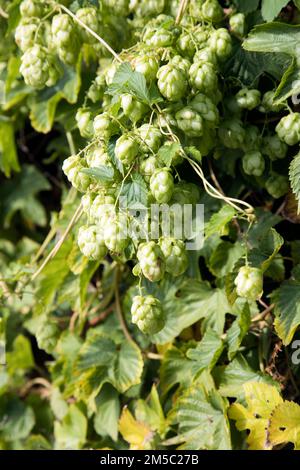A female plant of the wild common hop (Humulus lupulus). Allier ...