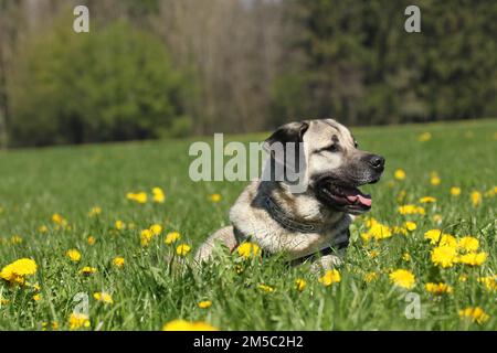 Kangal, Anatolian guard dog lying in dandelion (Taraxacum) Allgaeu ...