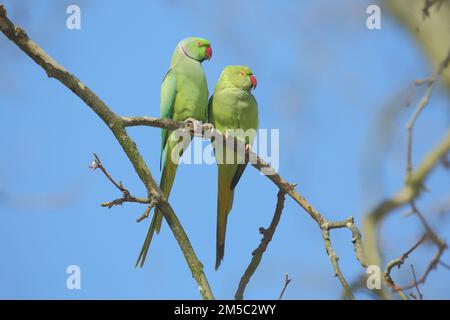Female collared parakeet (Psittacula krameri) in winter with snow in ...