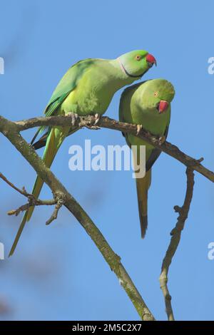 Female collared parakeet (Psittacula krameri) in winter with snow in ...