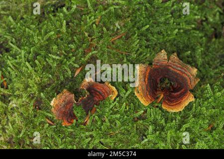 Benzoin bracket (Ischnoderma benzoinum), young, moss, two, Bremthal ...