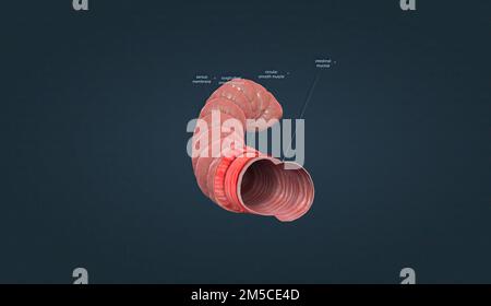 The small intestine consists of four main layers of tissue, which are ...